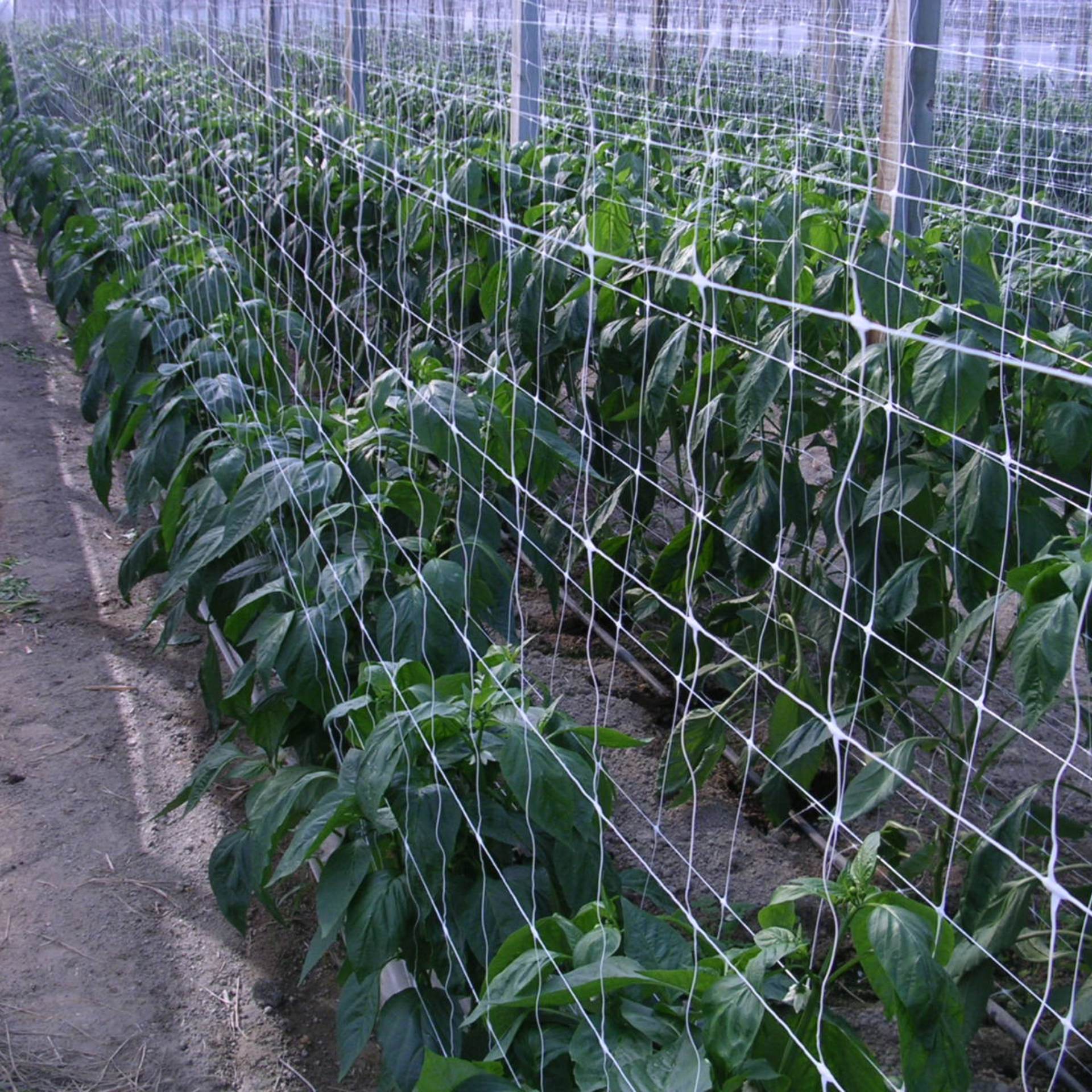 Climbing Net For Plants (Wholesale)