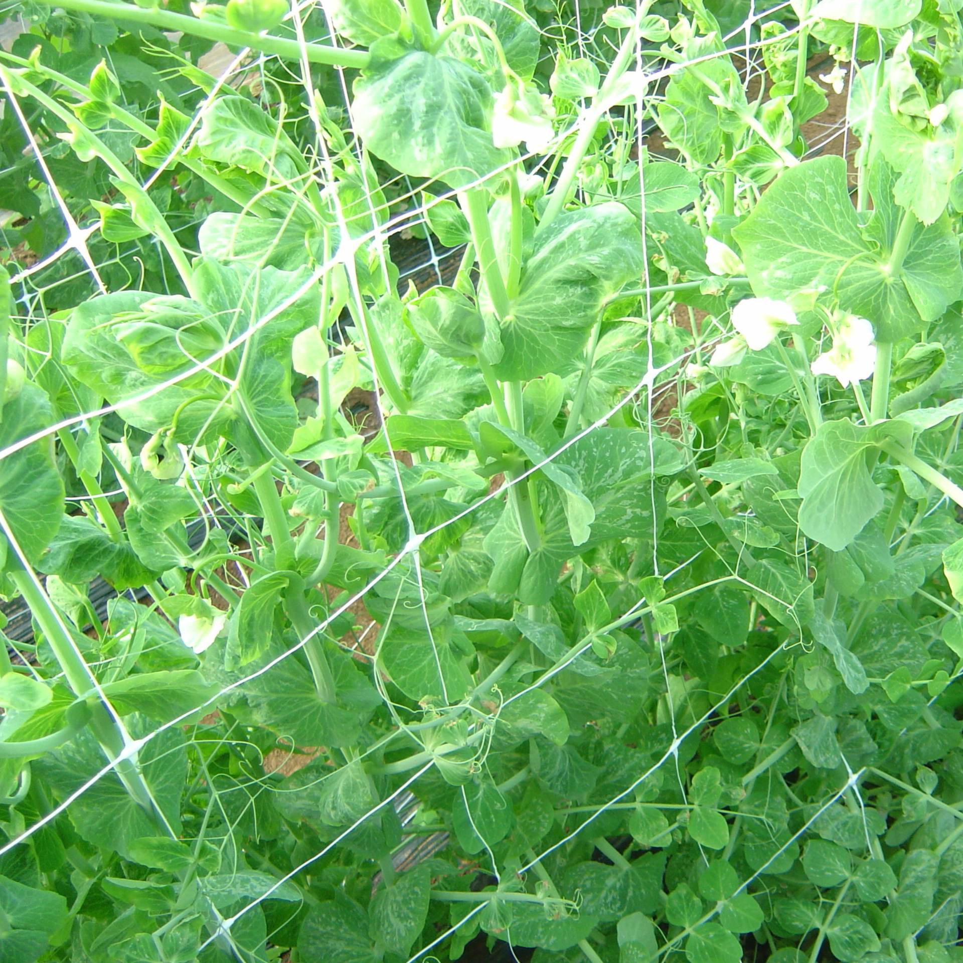 Climbing Net For Plants (Wholesale)