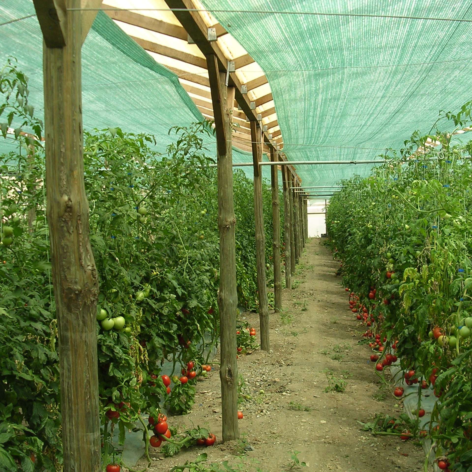 Δίχτυ Σκίασης Για Ντομάτες, Πιπεριές, Μελιτζάνες