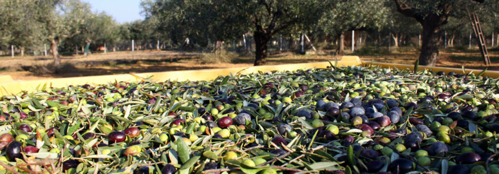 Καλλιέργεια Ελιάς - Συμβουλές & Οδηγίες